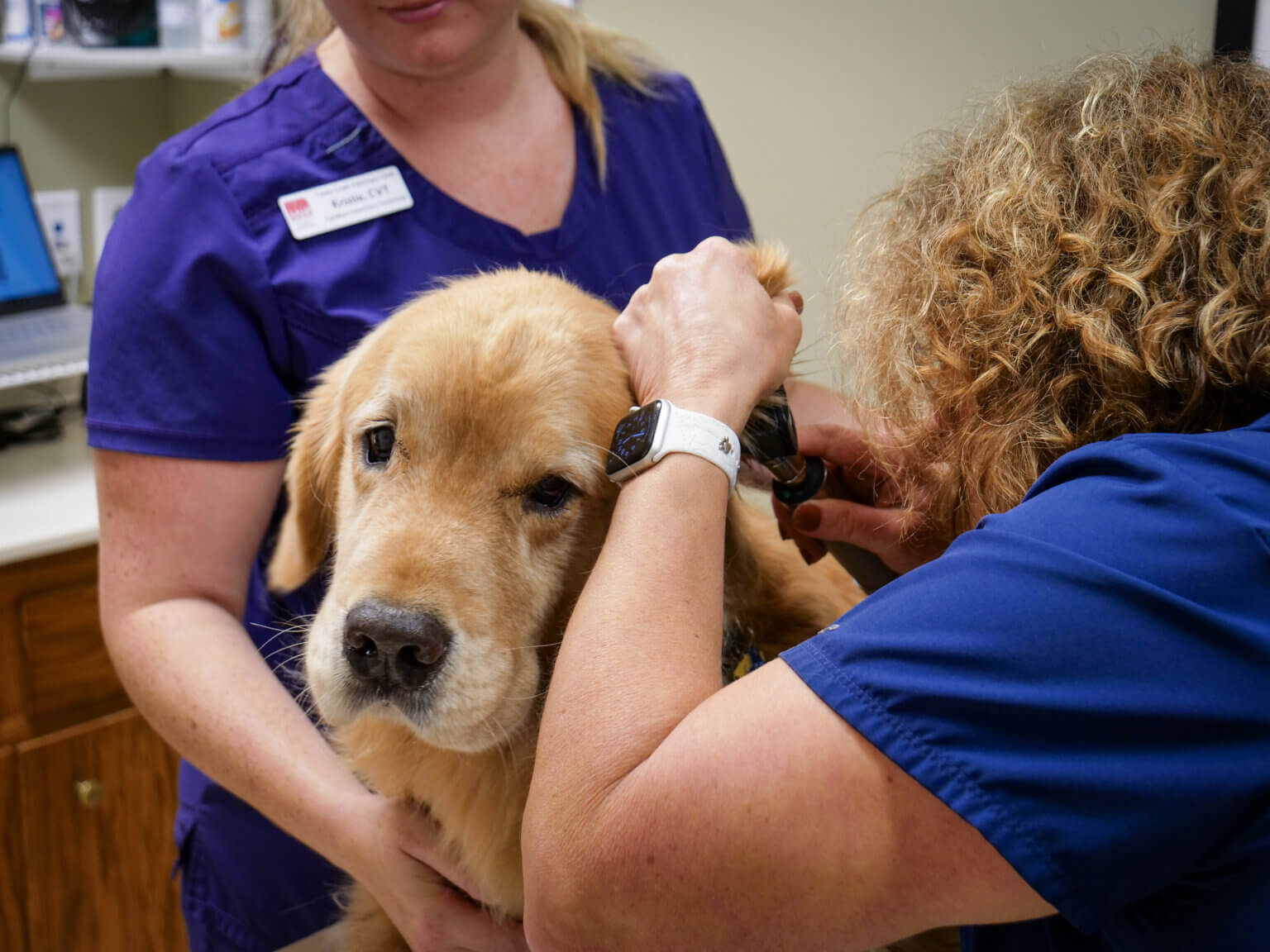 Preventative Pet Health Care | Token Creek Veterinary Clinic